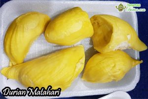 Ciri-Ciri Durian Matahari dan Keunggulannya | Tanaman Durian