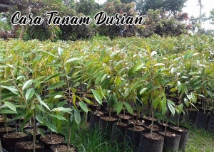 6 Tips Jitu Cara Menanam Durian Agar Cepat Berbuah