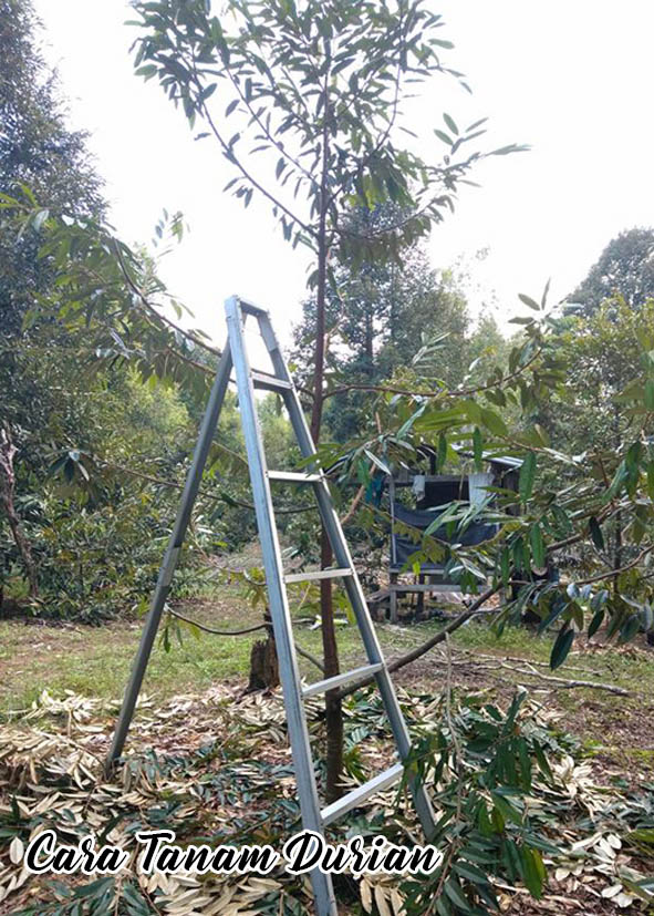 6 Tips Jitu Cara Menanam Durian Agar Cepat Berbuah
