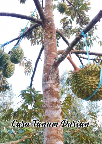 6 Tips Jitu Cara Menanam Durian Agar Cepat Berbuah
