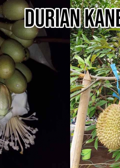 Jual Bibit Durian Kane - Durian Jumbo Unggul Asal Thailand