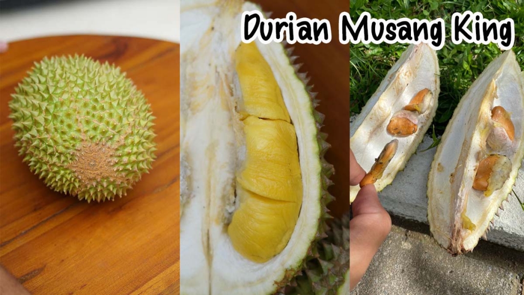 Cara Menanam Durian Musang King Agar Cepat Berbuah Lebat