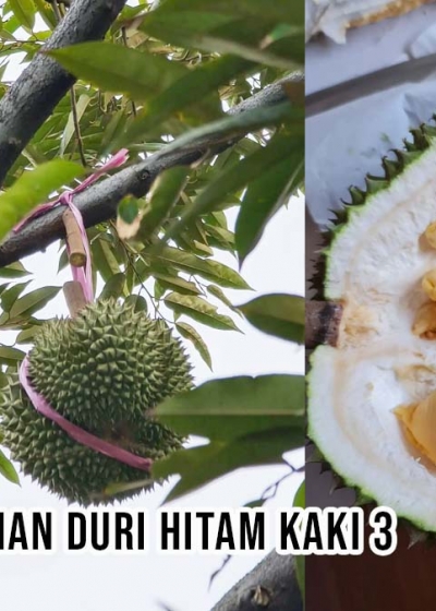 Jual Bibit Durian Duri Hitam Kaki 3 Cepat Berbuah